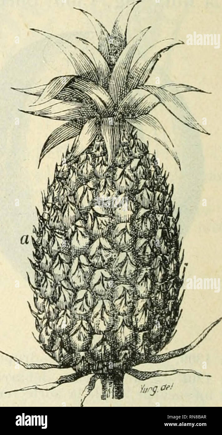 Anatomie de la fleur hi-res stock photography and images - Alamy