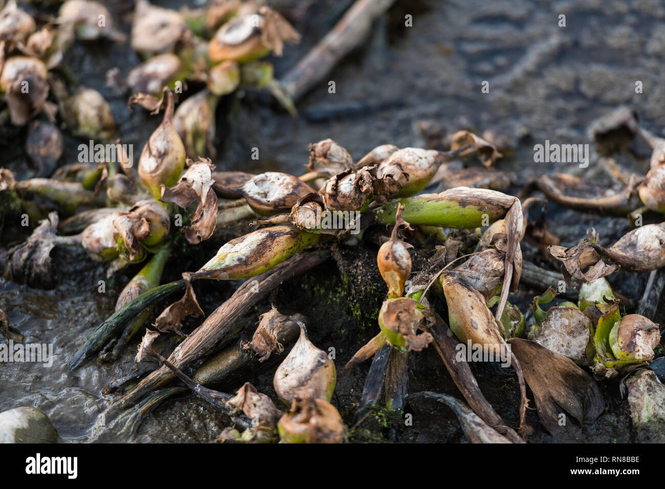 Dead remains of common water hyacinth, camalote, in the Guadiana river ...