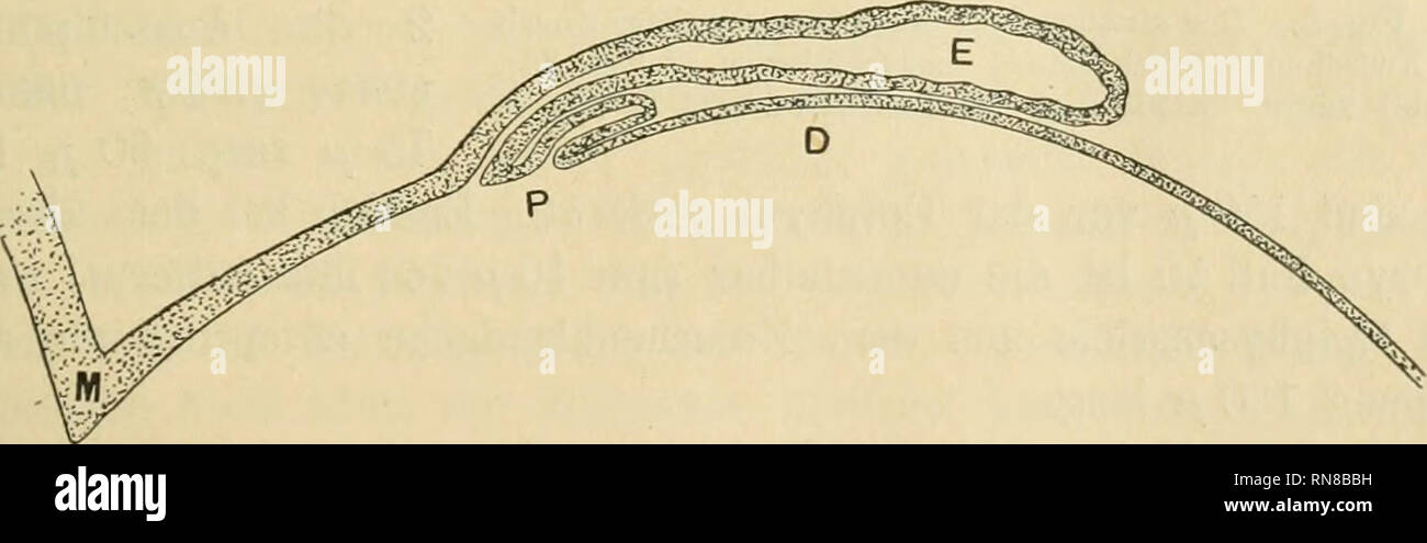 . Anatomischer Anzeiger. Anatomy, Comparative; Anatomy, Comparative ...