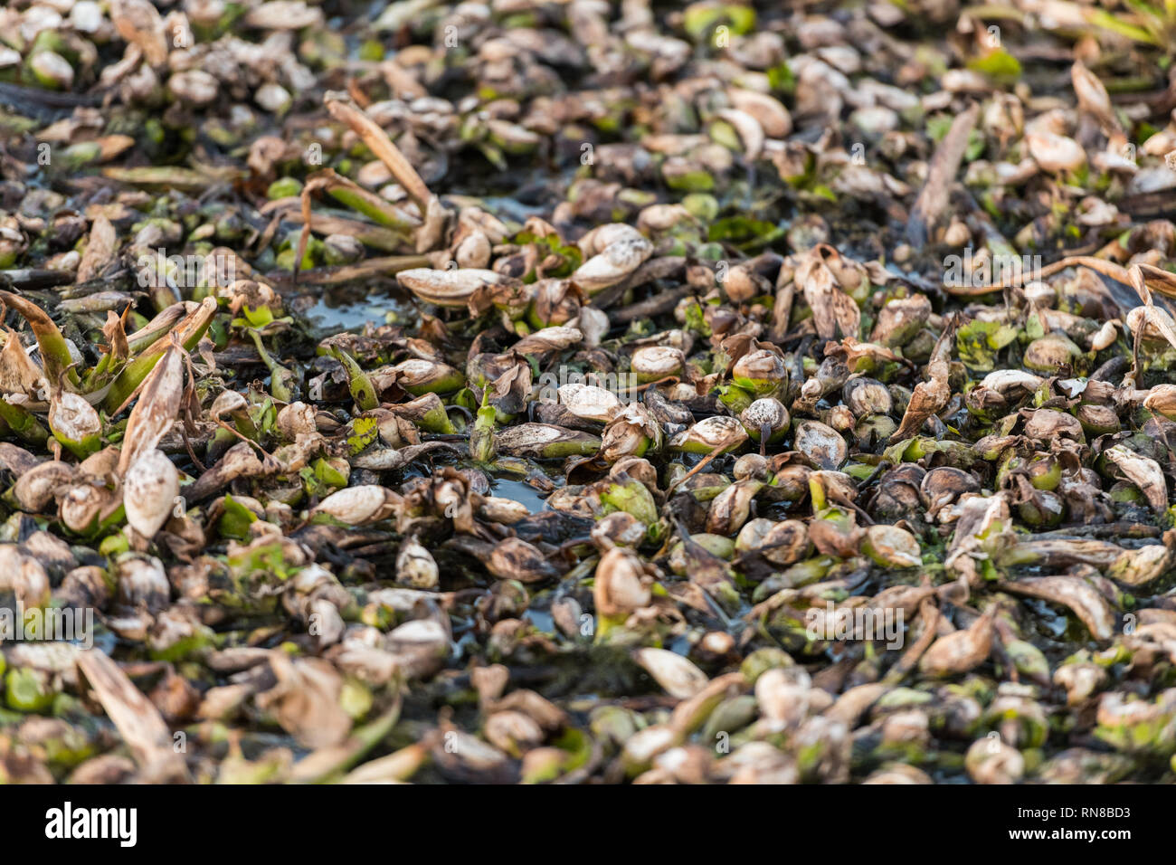Dead remains of common water hyacinth, camalote, in the Guadiana river ...