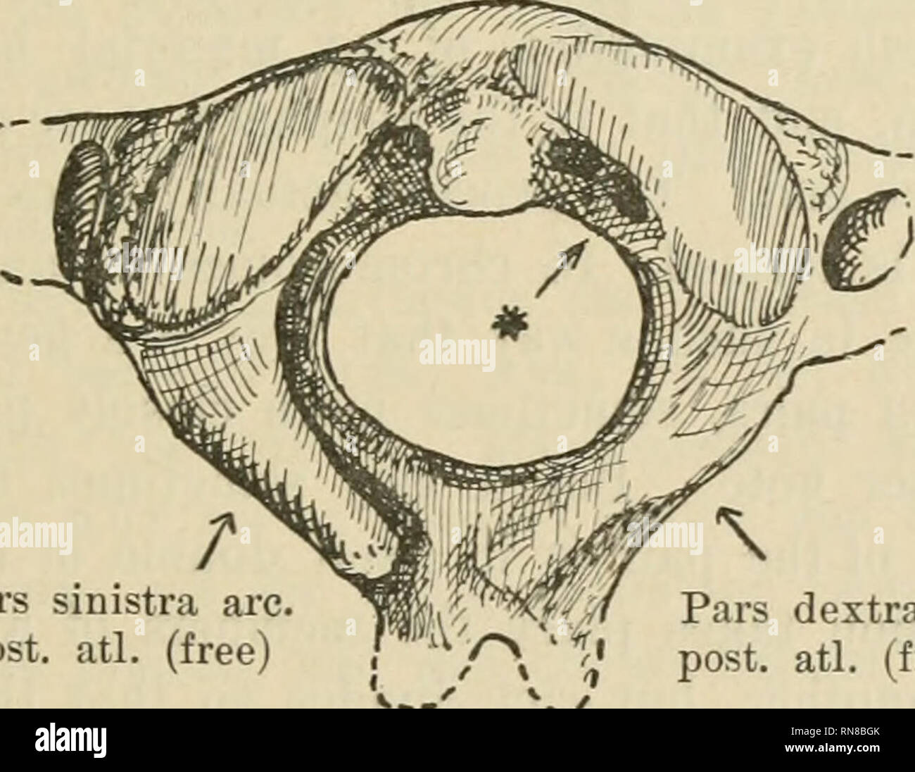Posterior arch of atlas hi-res stock photography and images - Alamy