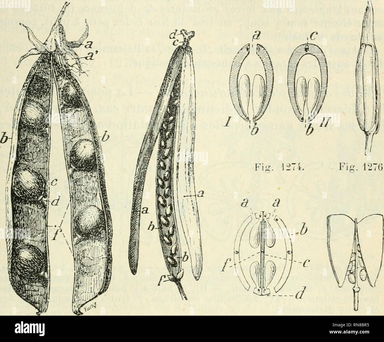 Anatomie de la capsule hi-res stock photography and images - Alamy