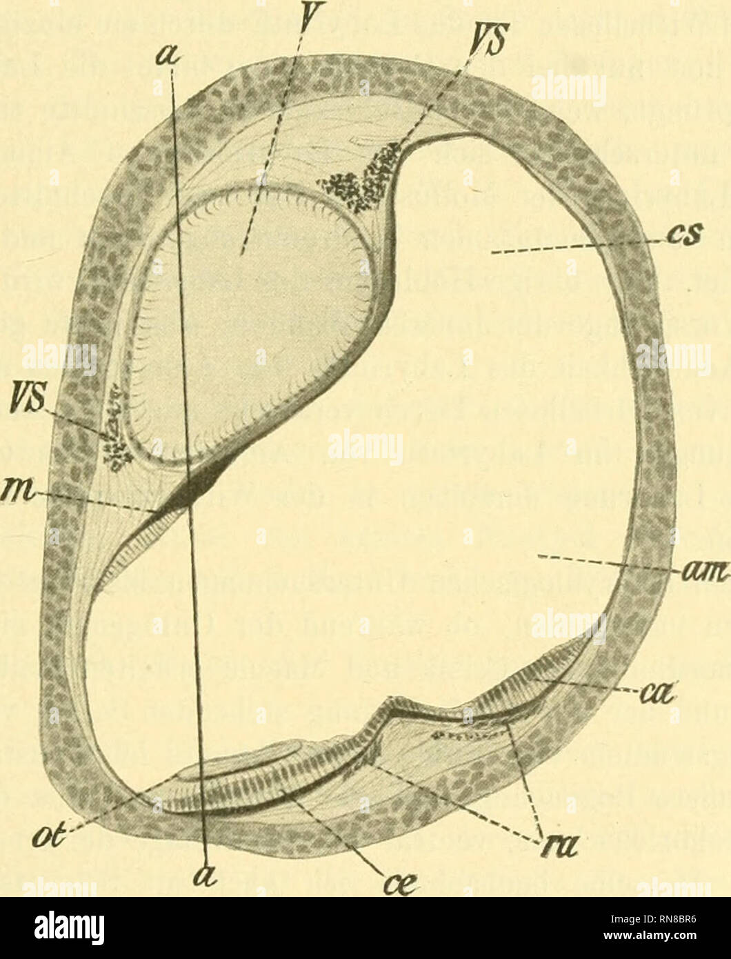 Utriculi hi-res stock photography and images - Alamy