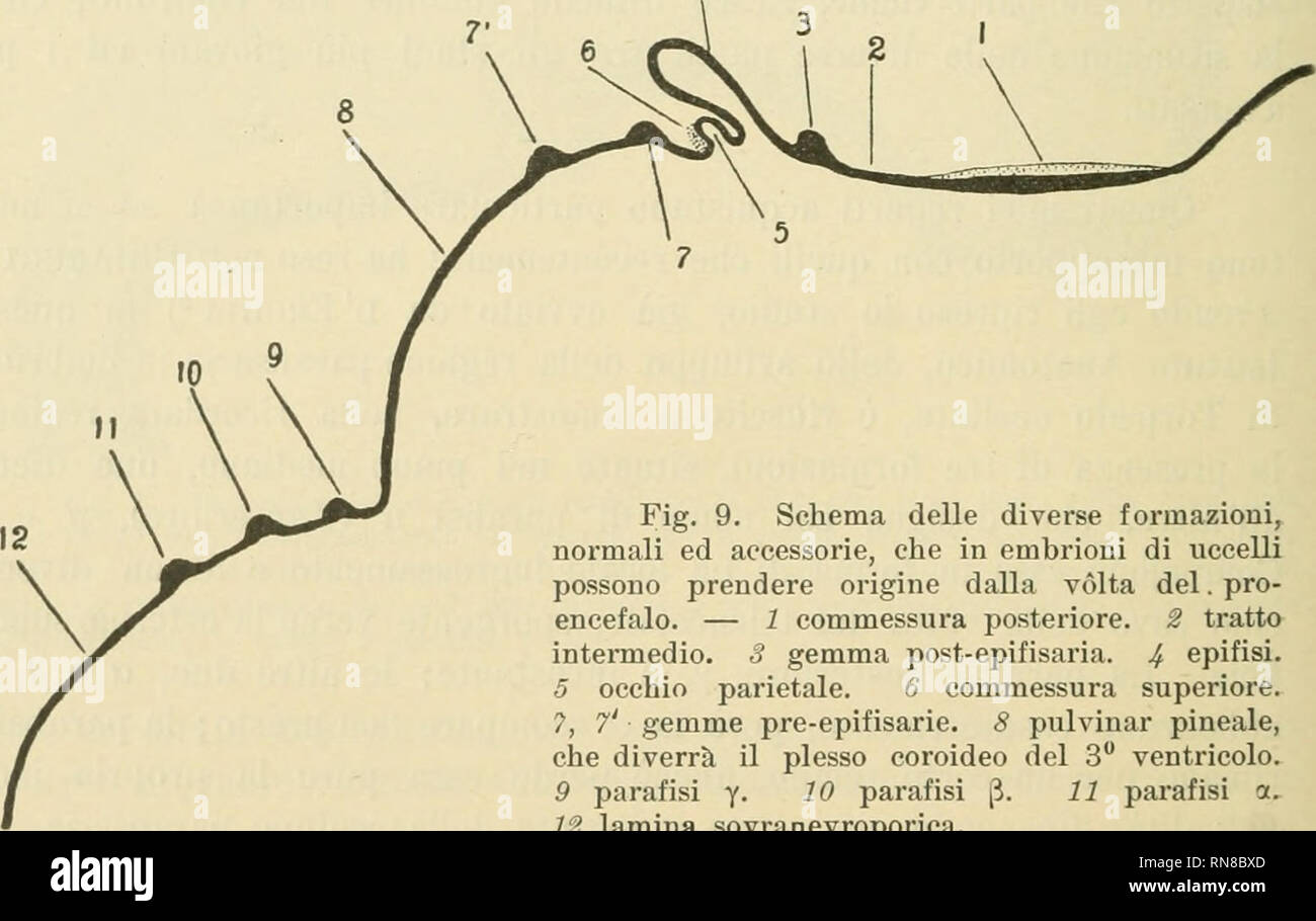 Diverticoli hi-res stock photography and images - Alamy