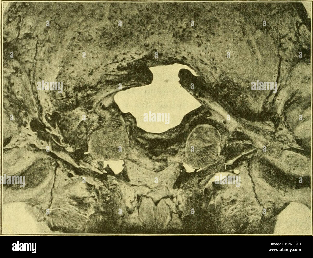 . Anatomischer Anzeiger. Anatomy, Comparative; Anatomy, Comparative ...