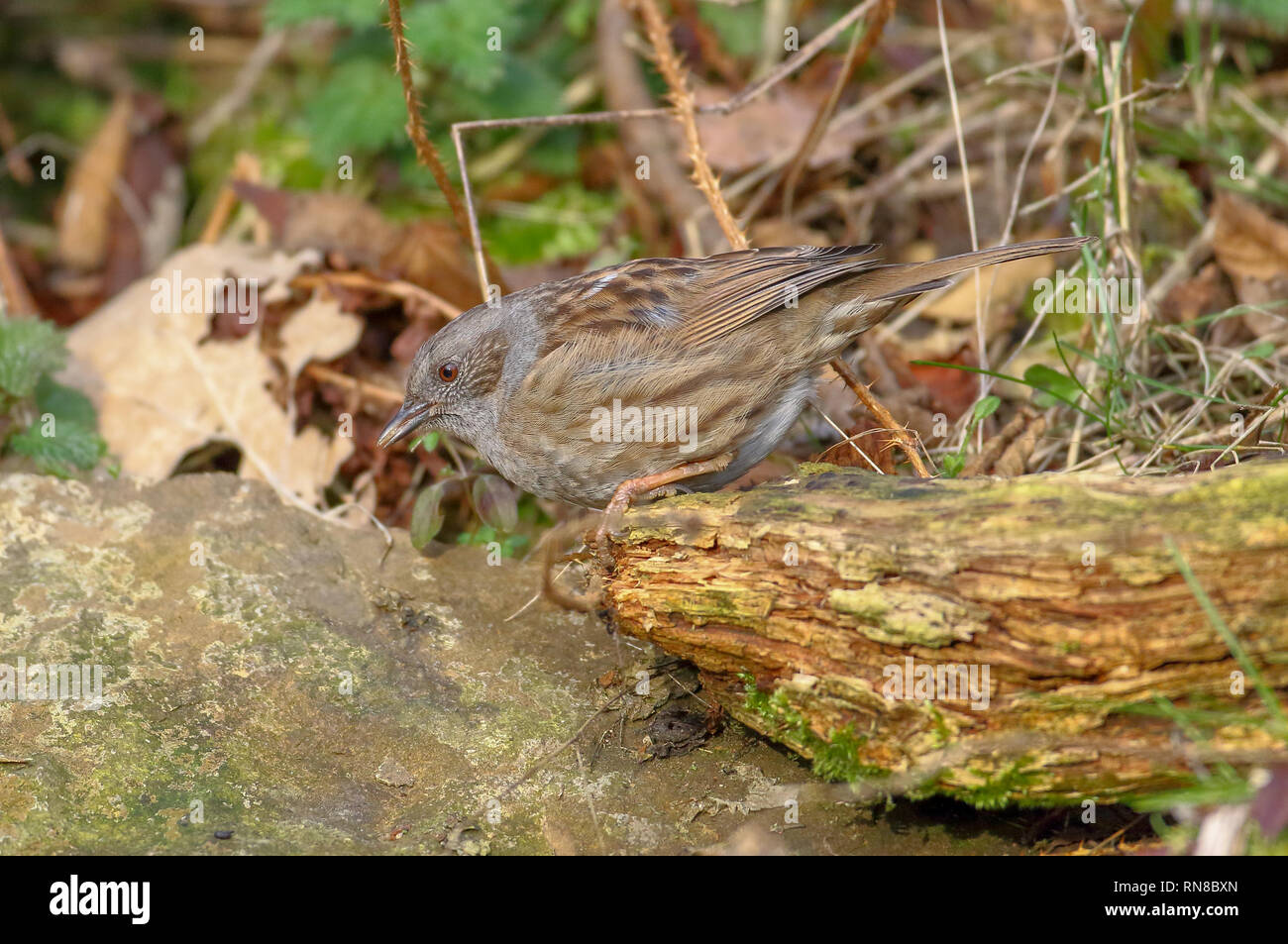 Little dunnock hi-res stock photography and images - Alamy