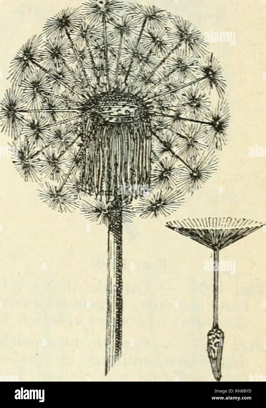 Anatomie des plantes hi-res stock photography and images - Alamy