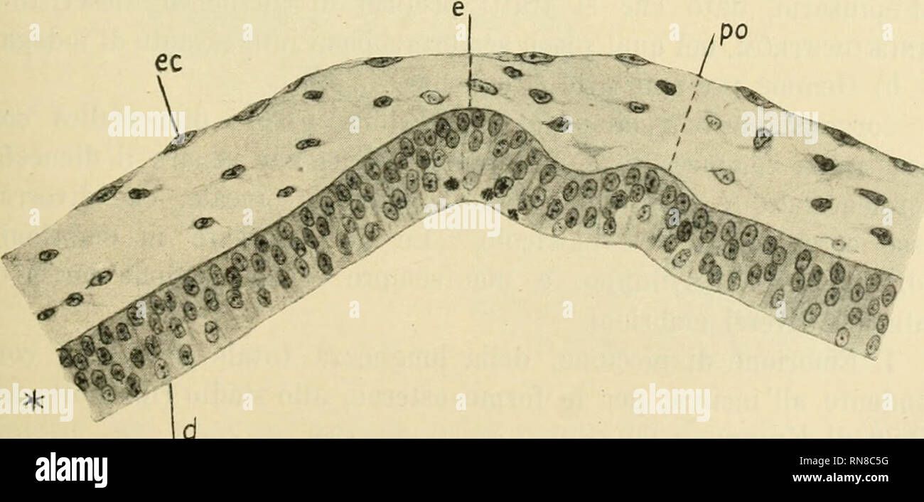 Epifisaria hi-res stock photography and images - Alamy