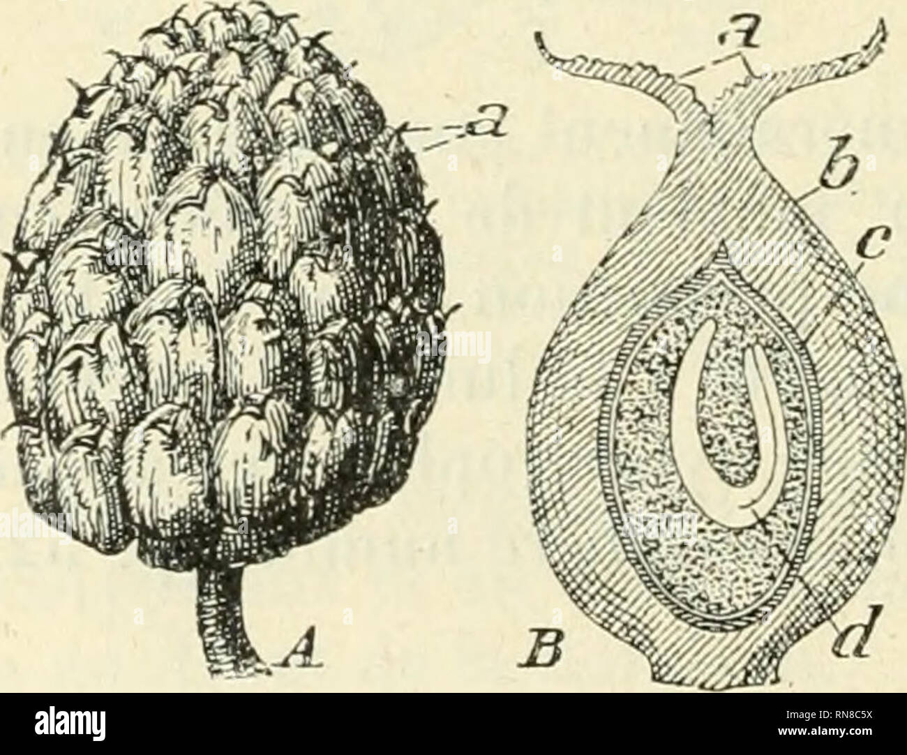 Anatomie des fruits hi-res stock photography and images - Alamy