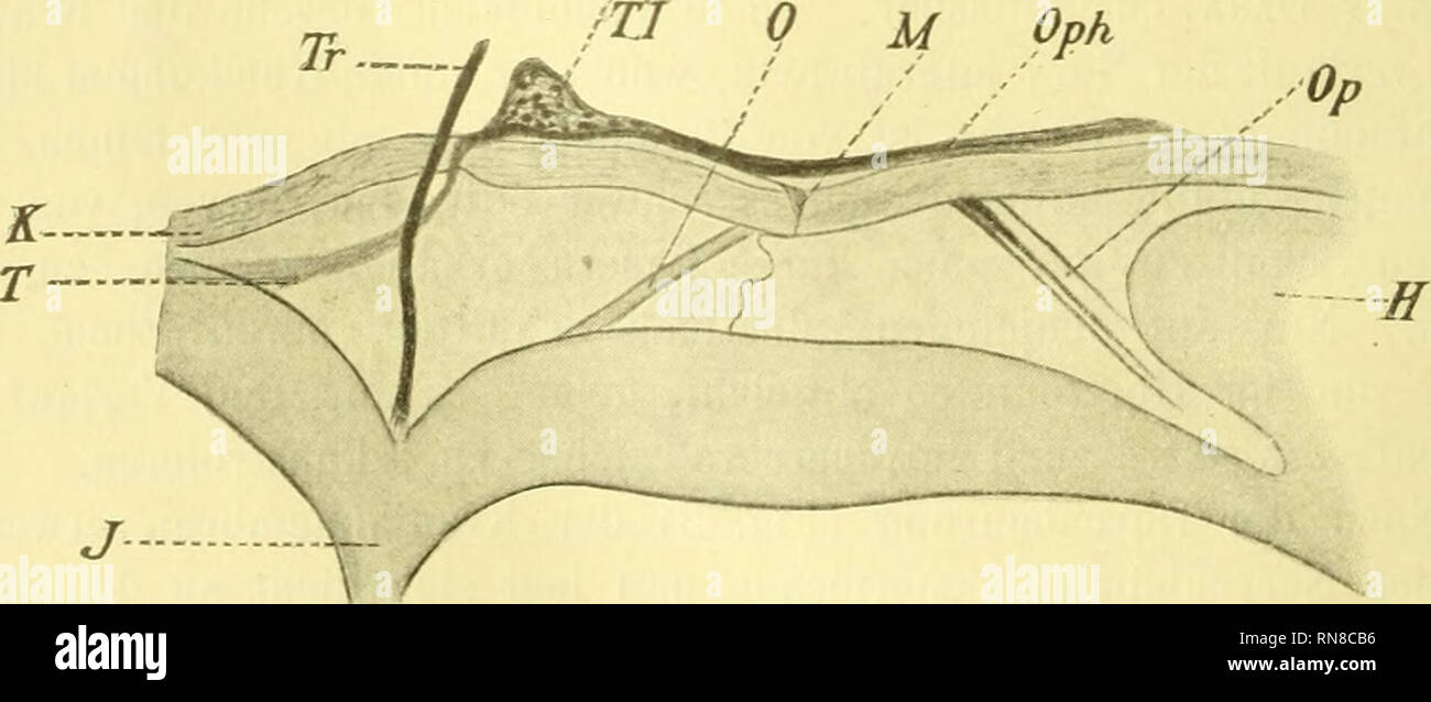 N trochlearis hi-res stock photography and images - Alamy