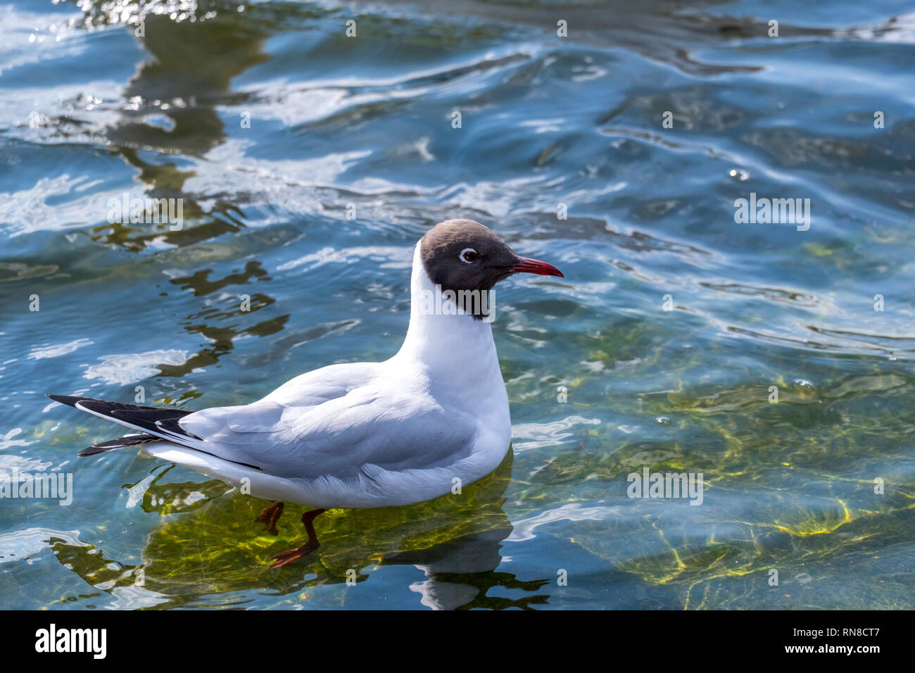 Laughing seagull on the lake in Hyde Park, London. Portrait with rich ...