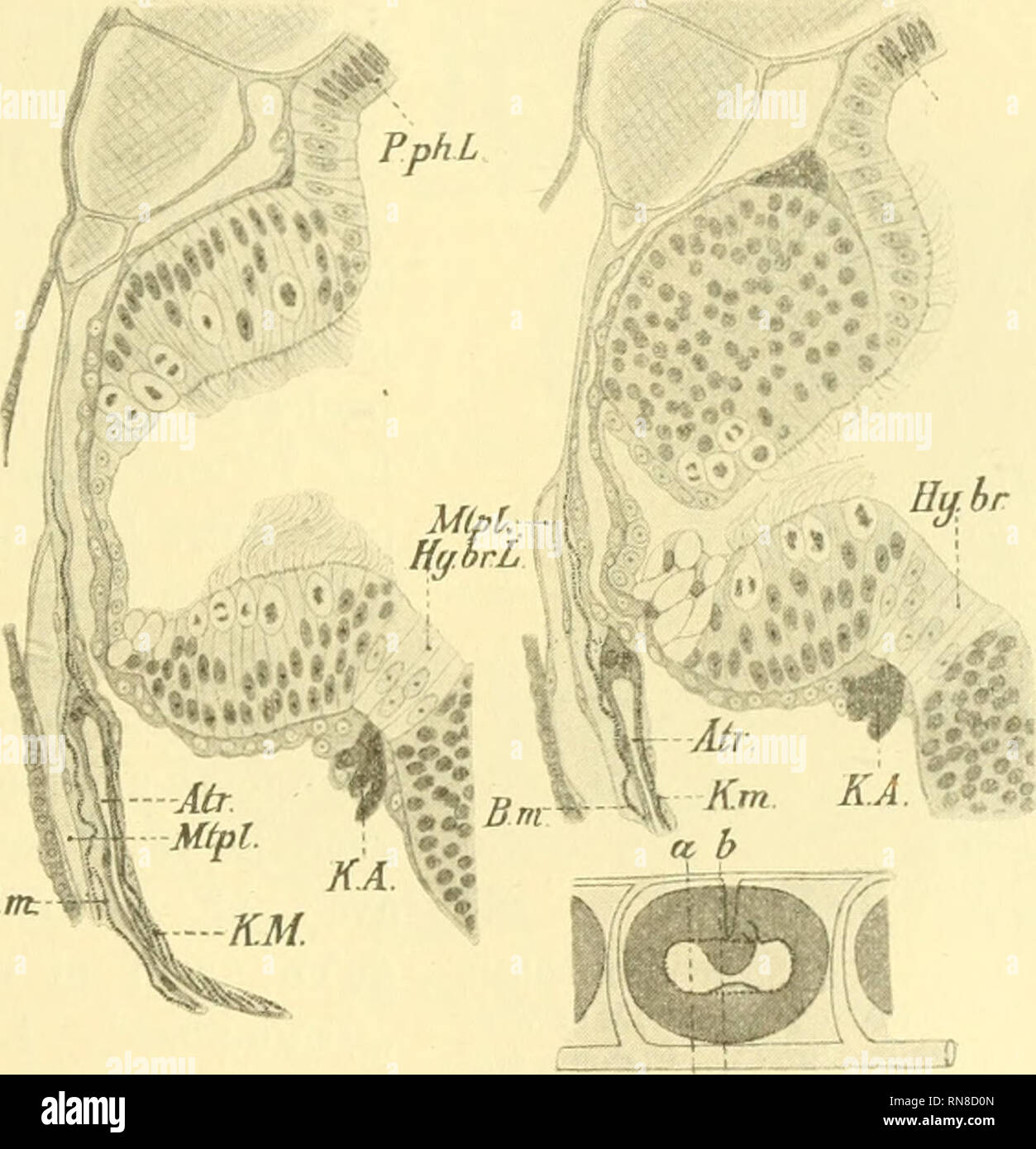 Cellules de la joue hi-res stock photography and images - Alamy