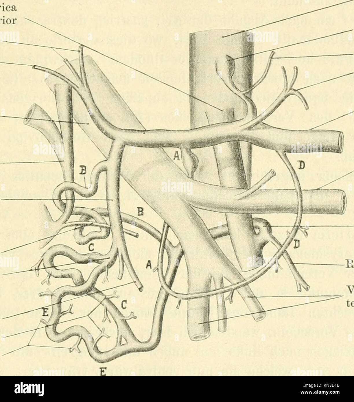 . Anatomischer Anzeiger. Anatomy, Comparative; Anatomy, Comparative ...