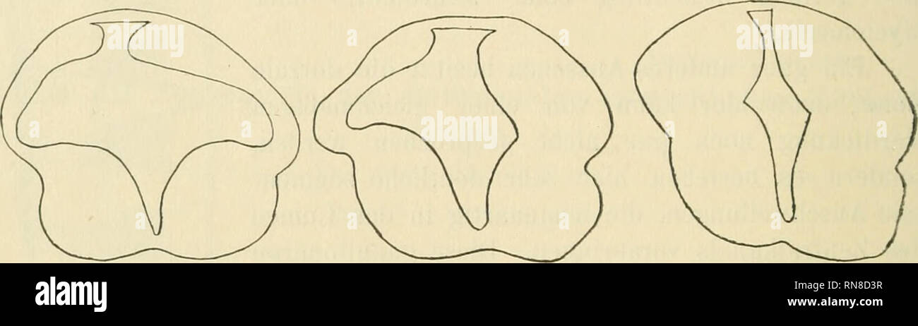 . Anatomischer Anzeiger. Anatomy, Comparative; Anatomy, Comparative ...