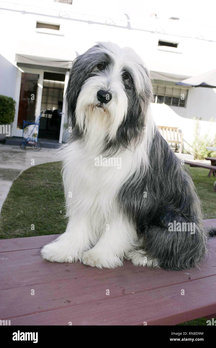 Shaggy Dog High Resolution Stock Photography and Images - Alamy