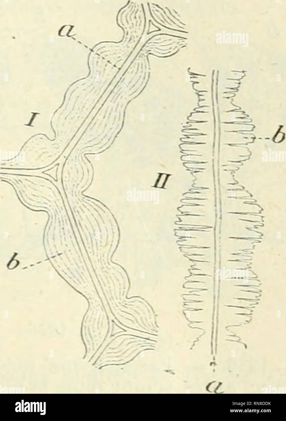 La cellule reste intacte hi-res stock photography and images - Alamy