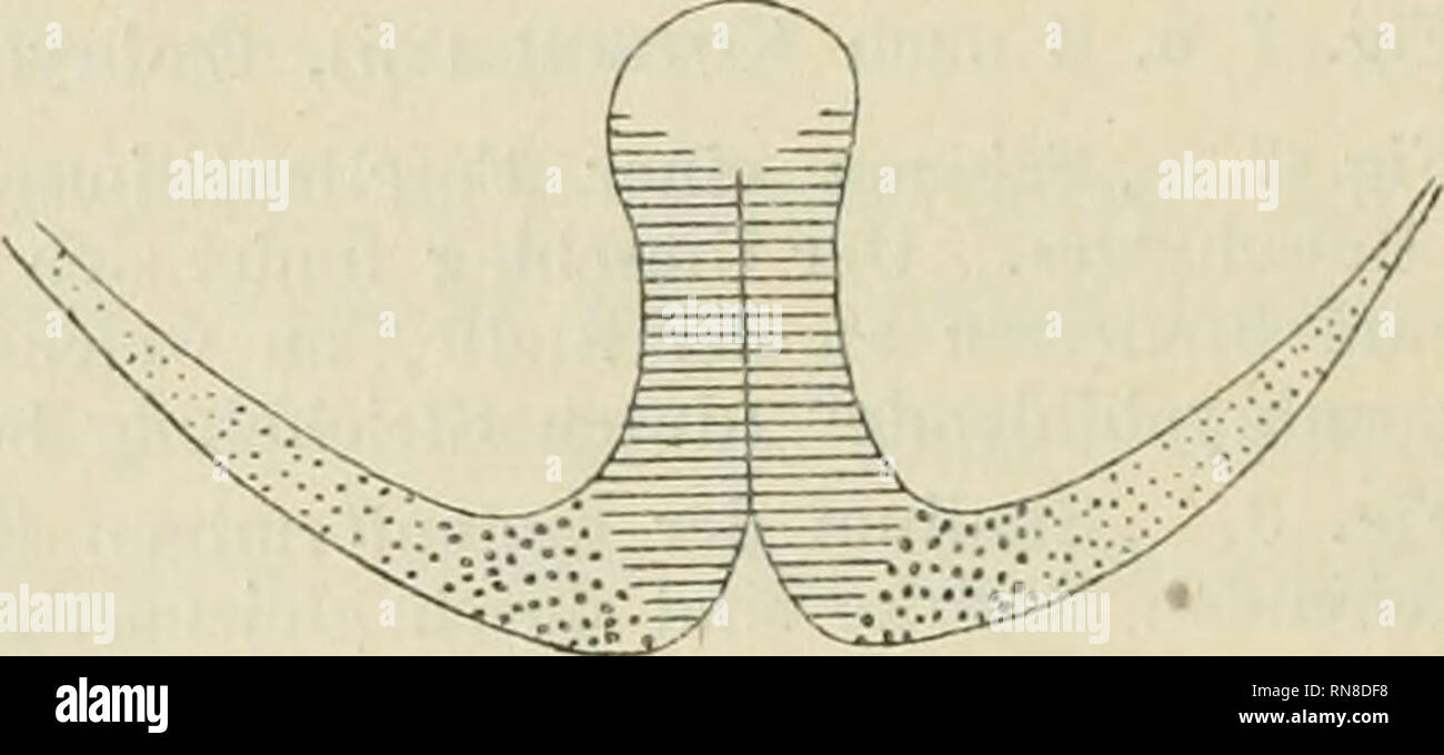 . Anatomischer Anzeiger. Anatomy, Comparative; Anatomy, Comparative ...