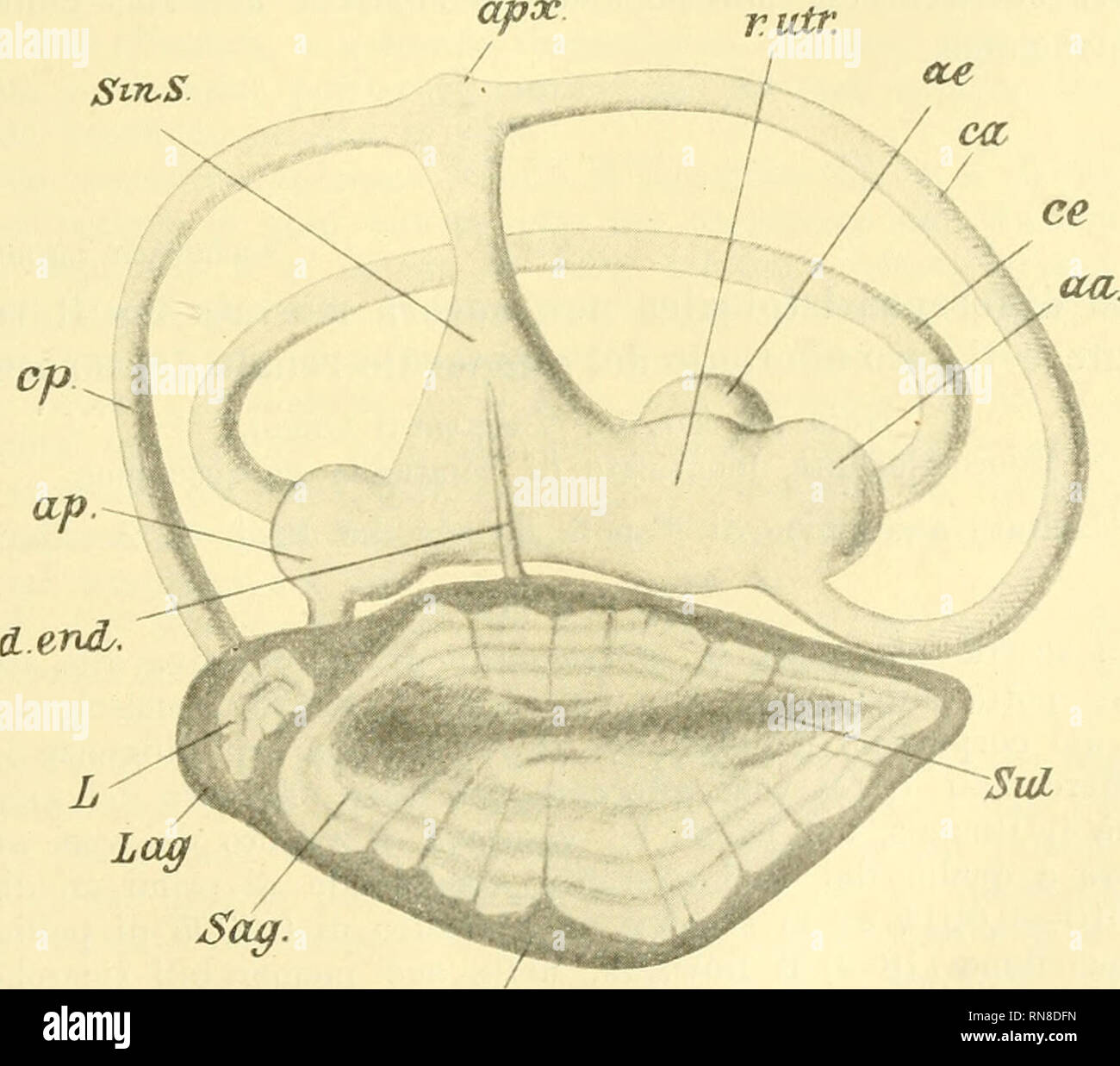 . Anatomischer Anzeiger. Anatomy, Comparative; Anatomy, Comparative. Gr ...