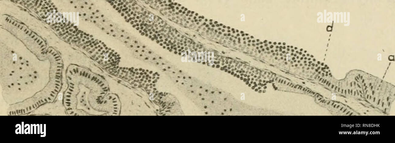 Acinus cell hi-res stock photography and images - Alamy