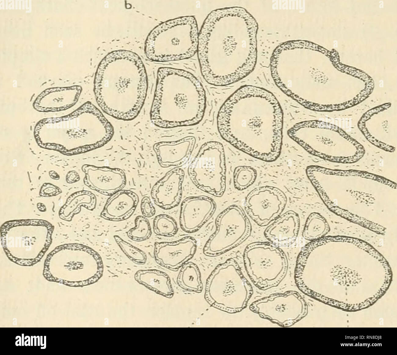 Distinctive rounded bodies hi-res stock photography and images - Alamy