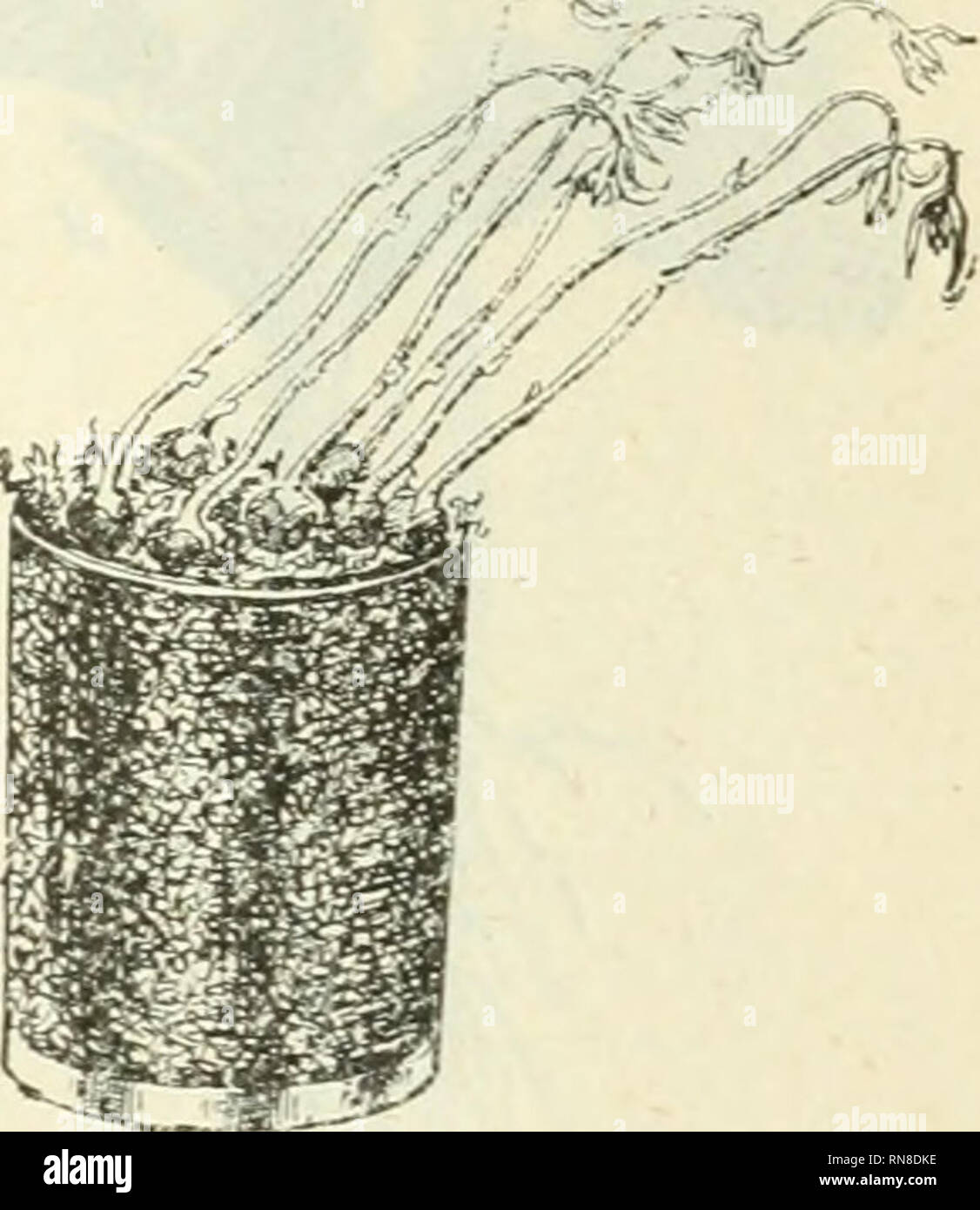 Anatomie de vicia hi-res stock photography and images - Alamy