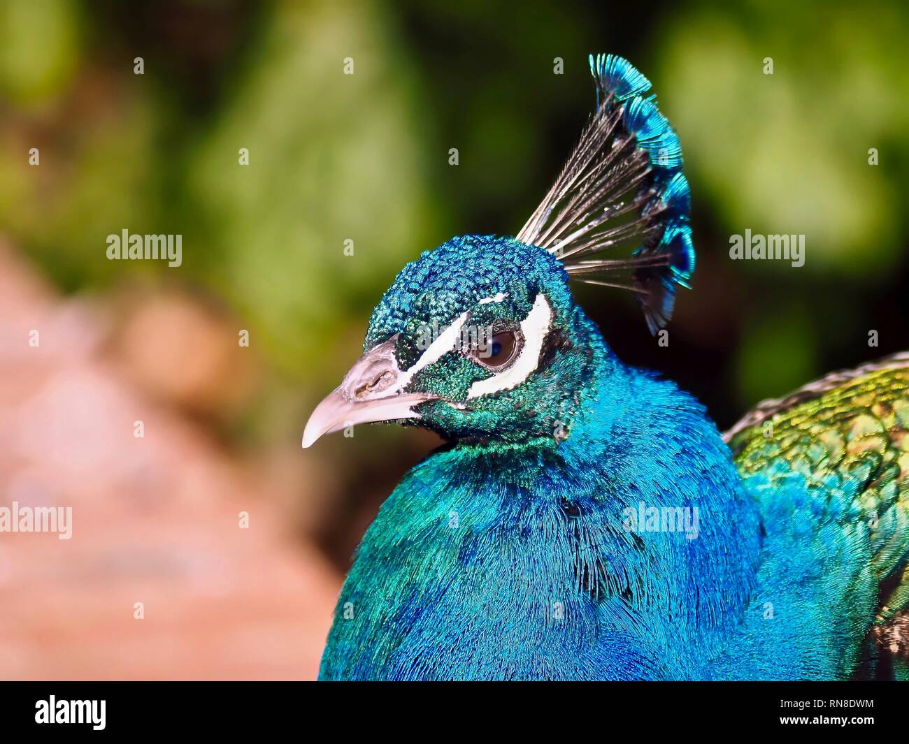Beauty bird elegance peacock hi-res stock photography and images - Alamy