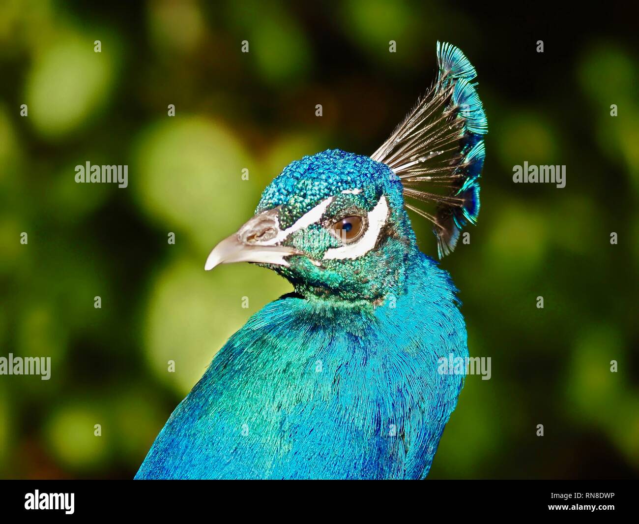 Beauty bird elegance peacock hi-res stock photography and images - Alamy