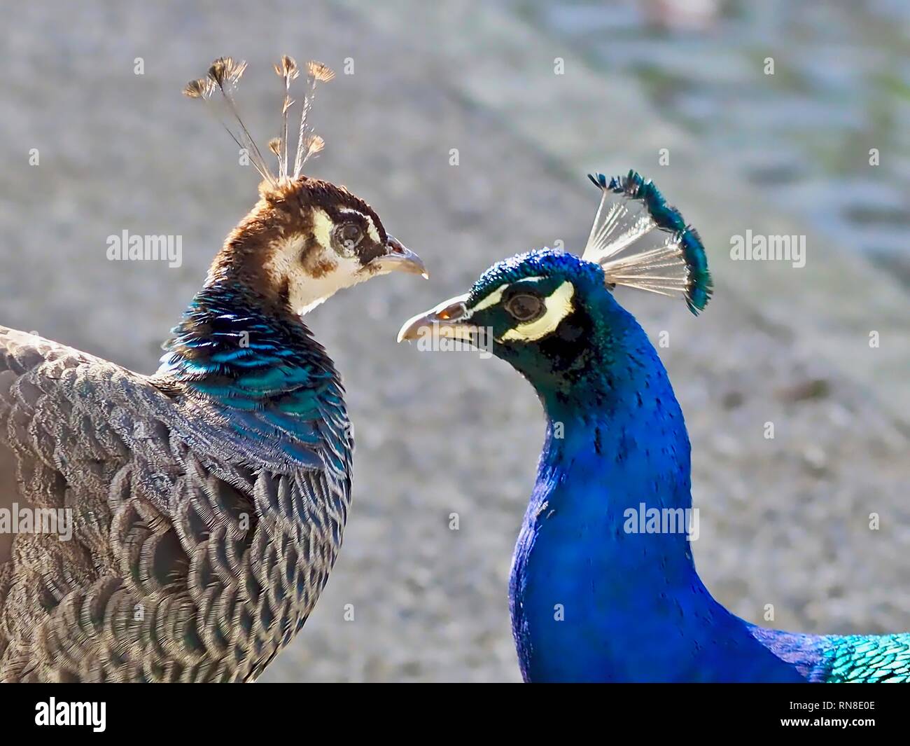 Difference Between Male And Female Peacock Chicks at Shelia Meyer blog