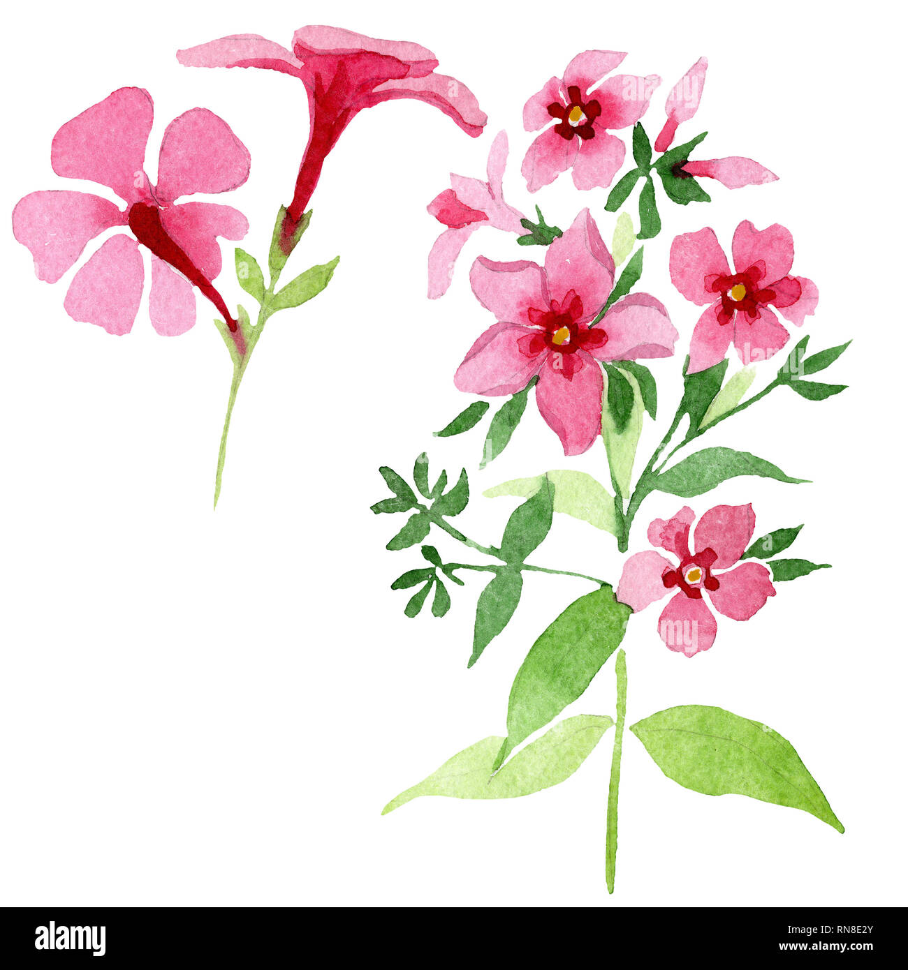 Pink phlox foral botanical flower. Watercolor background illustration ...
