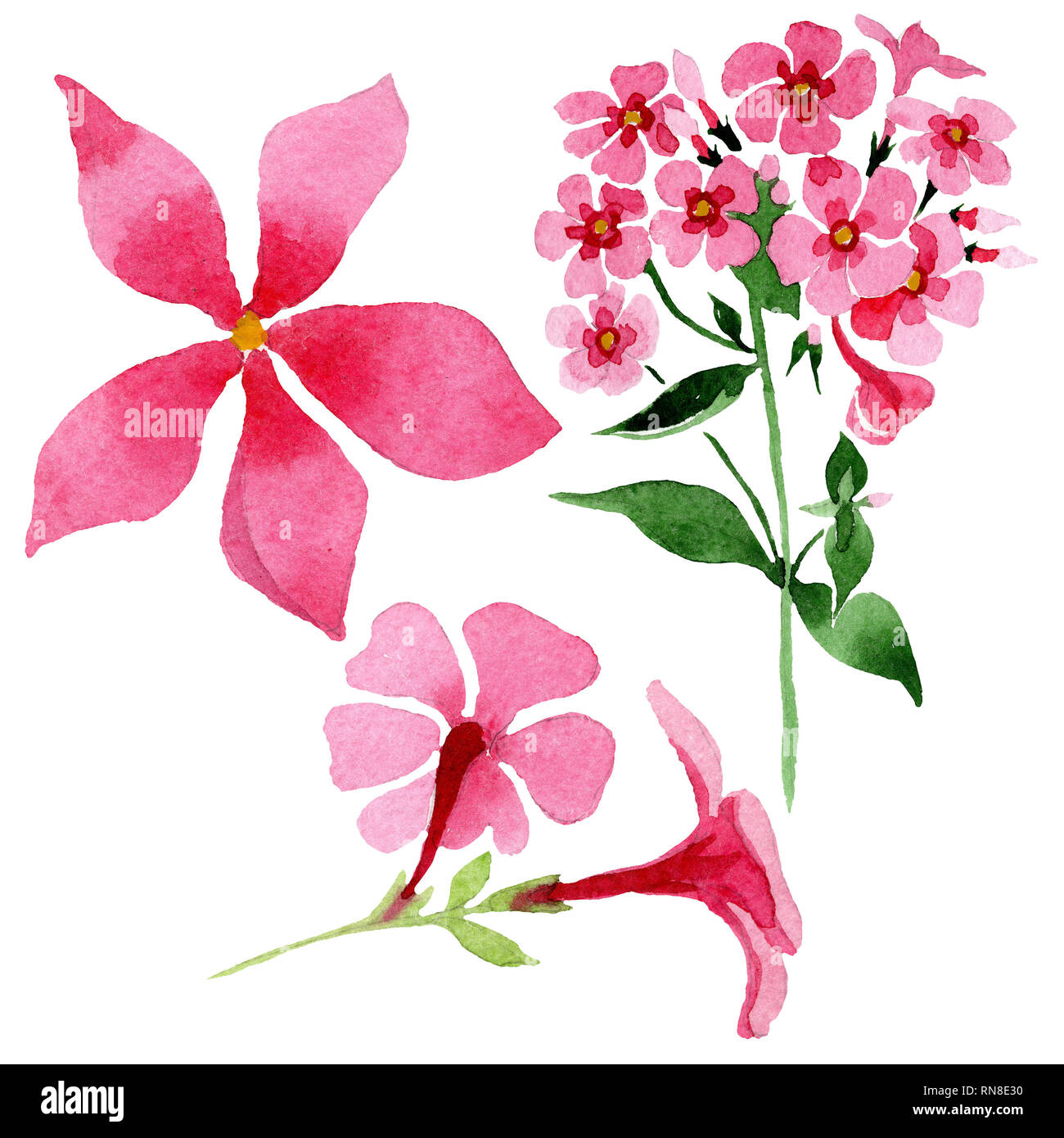 Pink phlox foral botanical flower. Watercolor background illustration ...