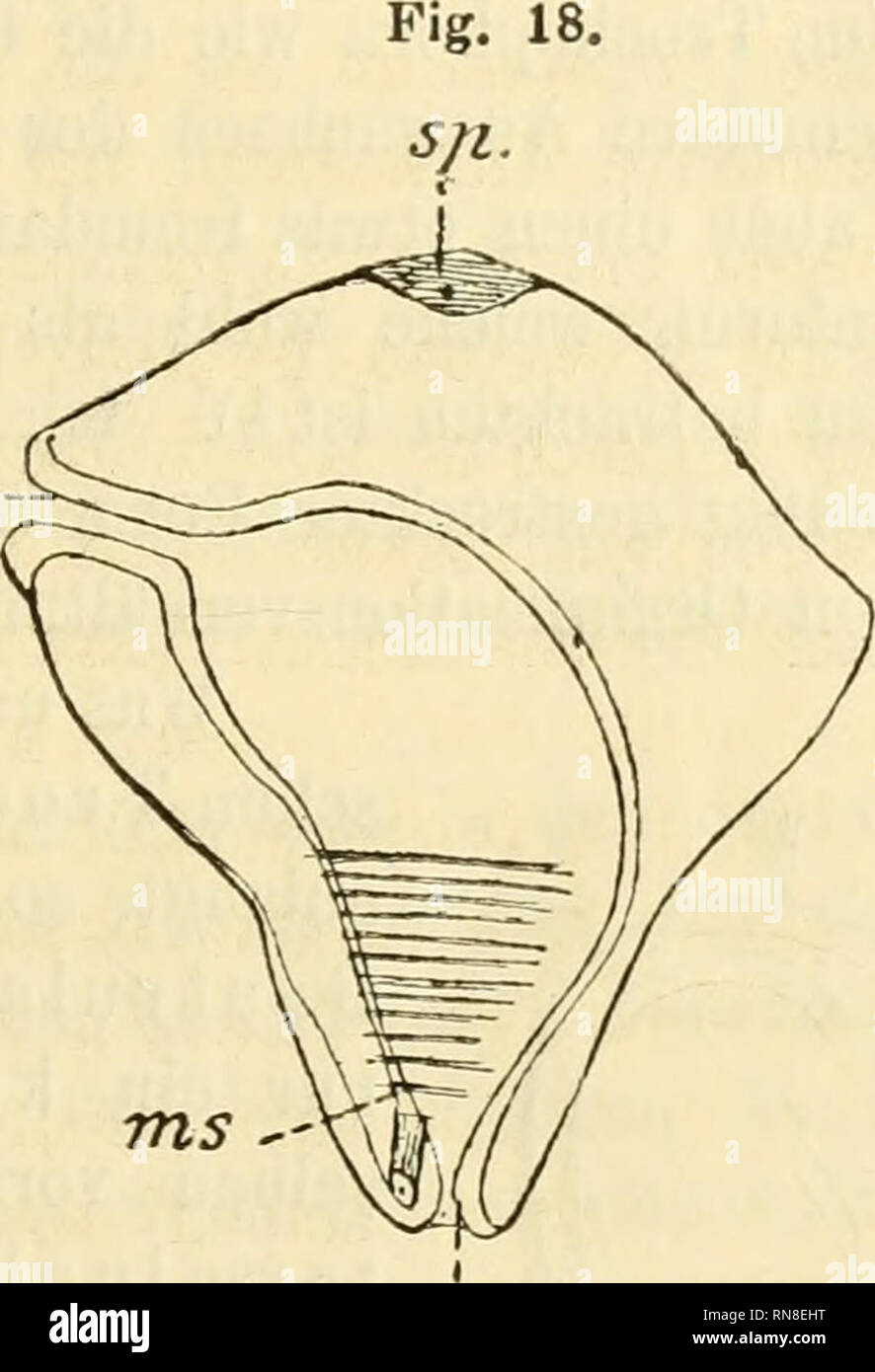 Trochophora hi-res stock photography and images - Alamy