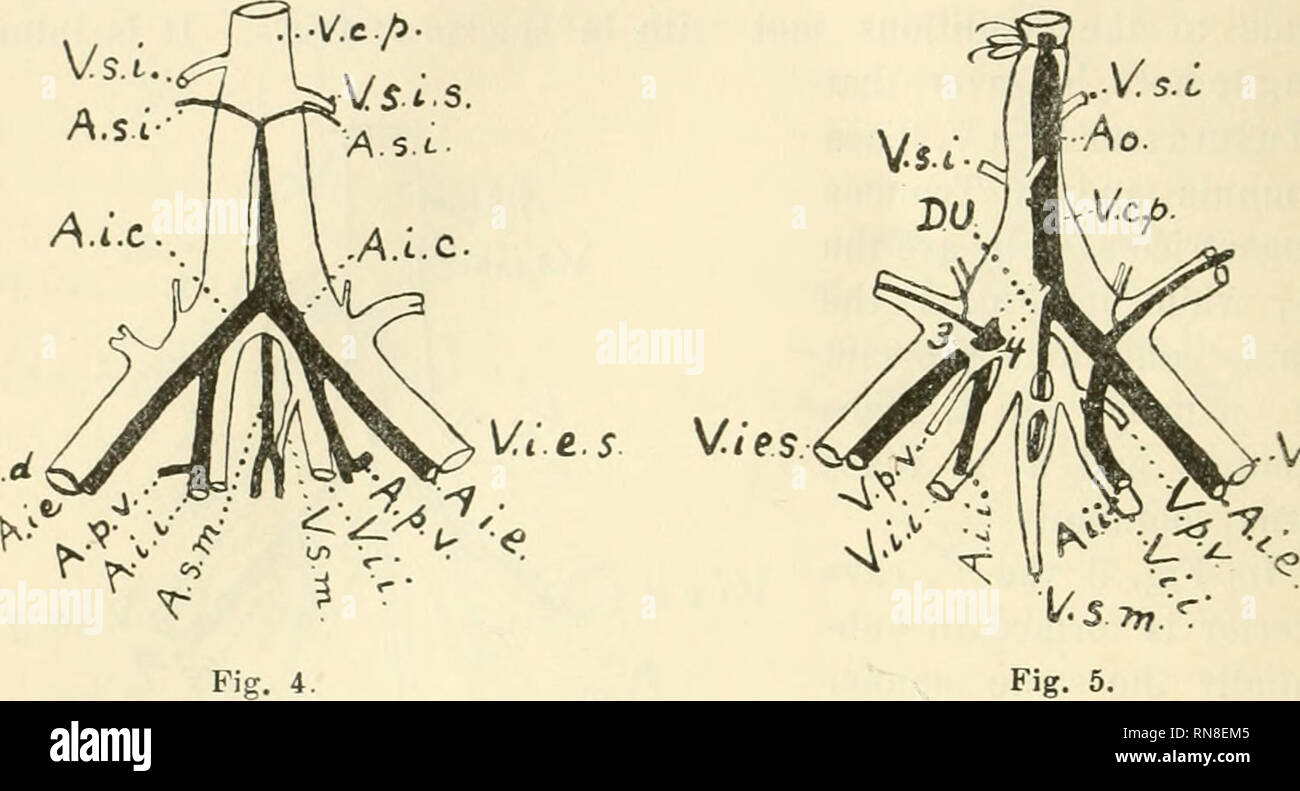 . Anatomischer Anzeiger. Anatomy, Comparative; Anatomy, Comparative ...