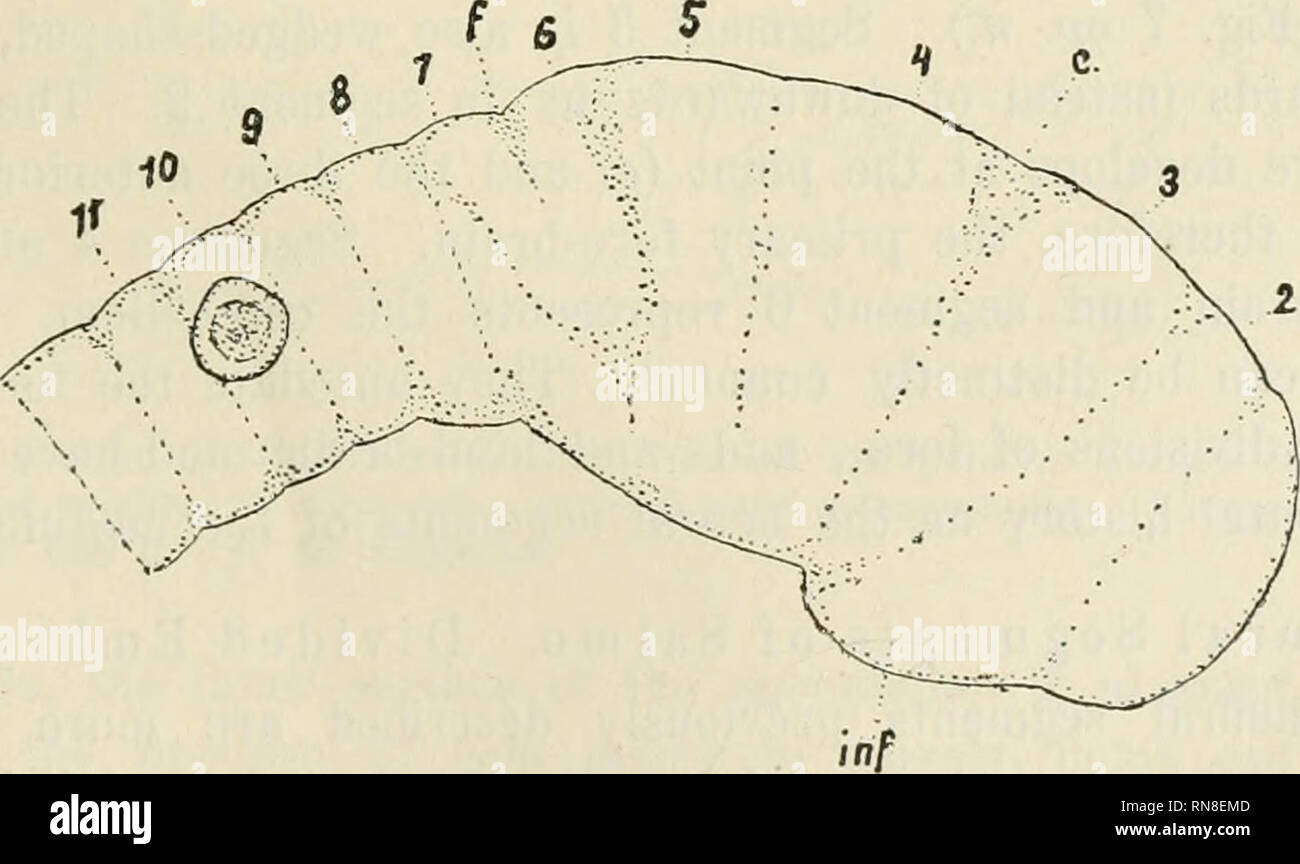 . Anatomischer Anzeiger. Anatomy, Comparative; Anatomy, Comparative ...
