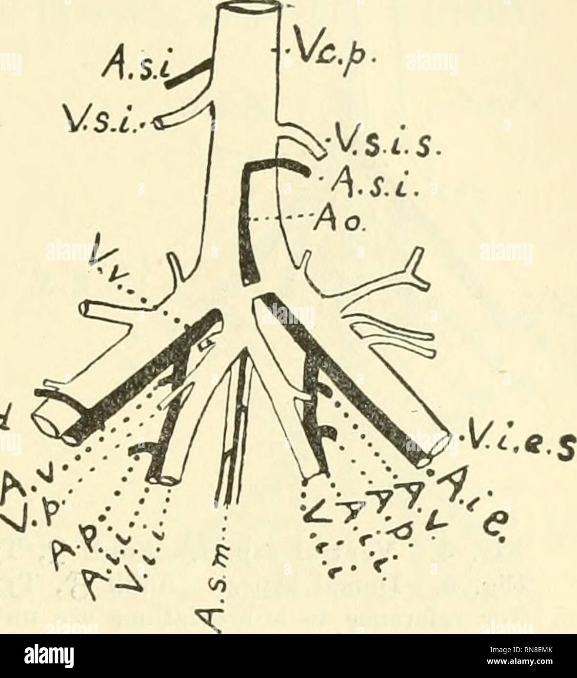 . Anatomischer Anzeiger. Anatomy, Comparative; Anatomy, Comparative ...