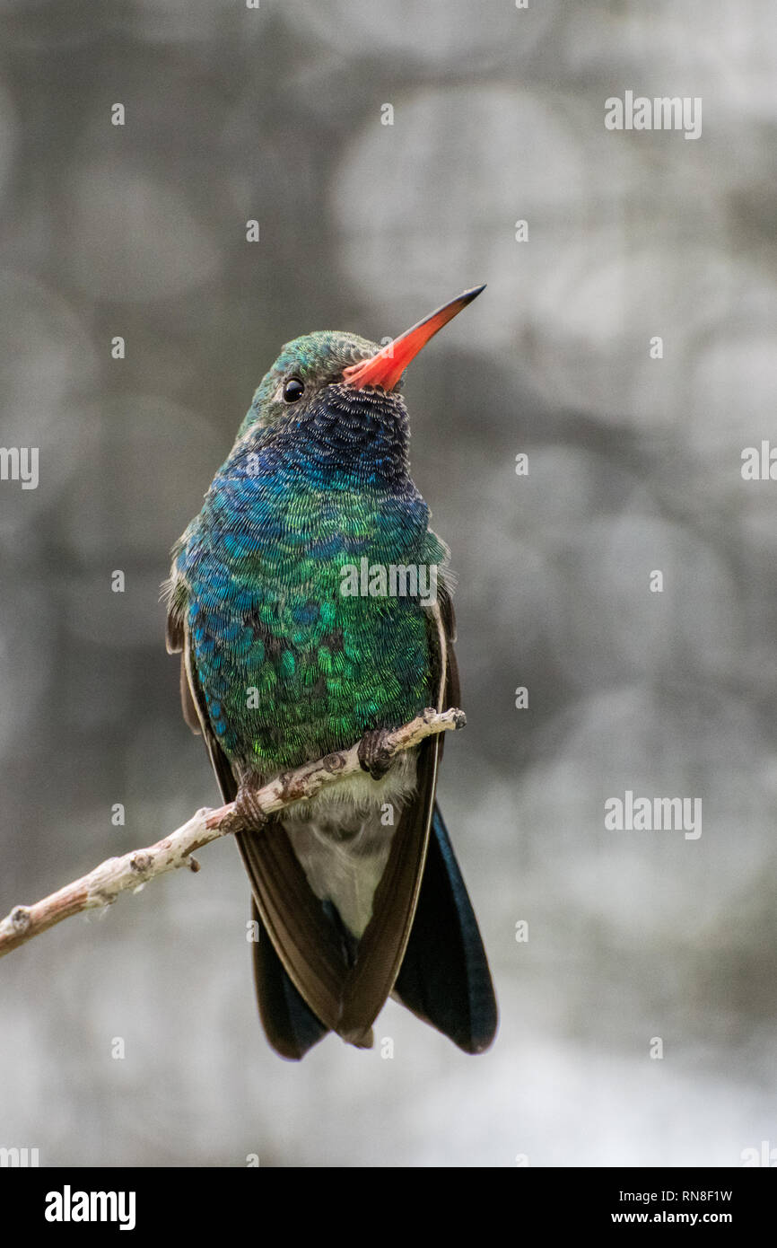 Male Broad-billed Hummingbird on a Perch Stock Photo - Alamy