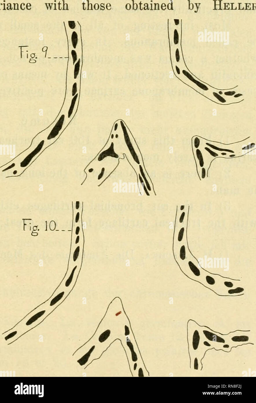 . Anatomischer Anzeiger. Anatomy, Comparative; Anatomy, Comparative ...