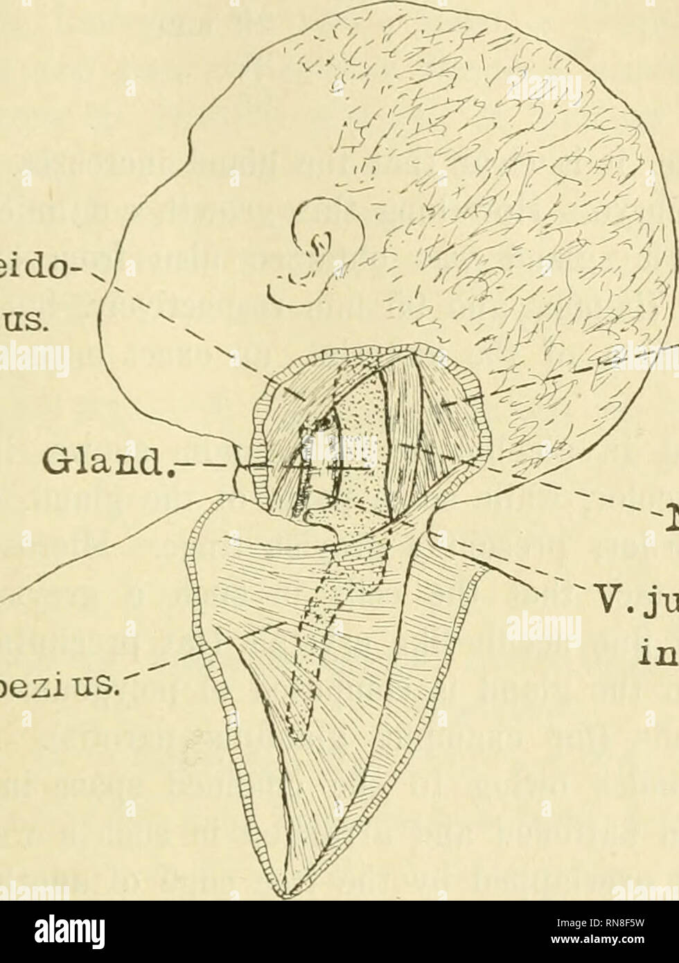 . Anatomischer Anzeiger. Anatomy, Comparative; Anatomy, Comparative ...