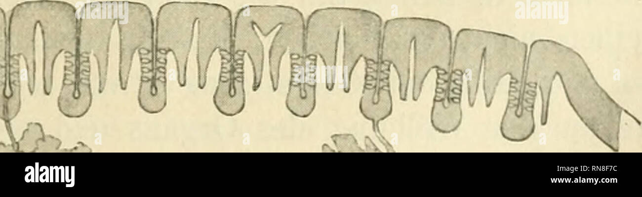 . Anatomischer Anzeiger. Anatomy, Comparative; Anatomy, Comparative ...