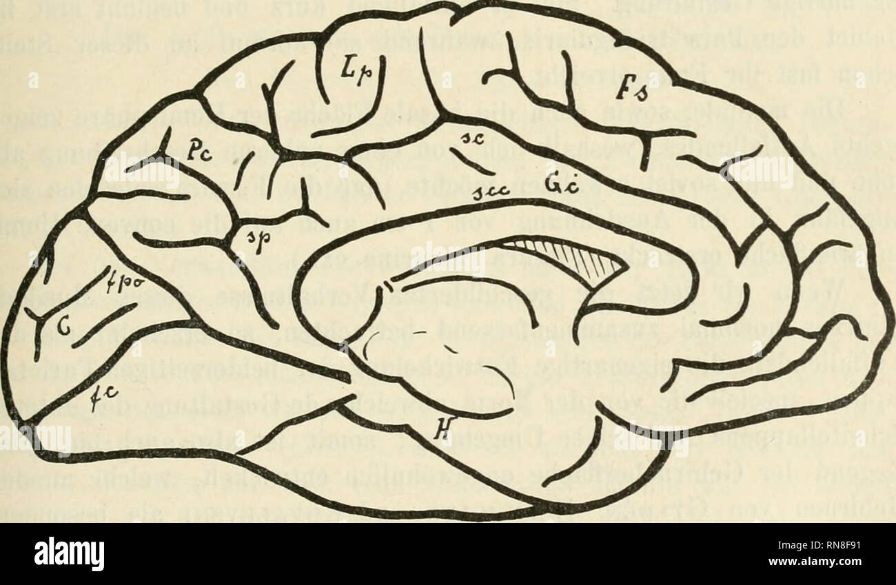 . Anatomischer Anzeiger. Anatomy, Comparative; Anatomy, Comparative ...