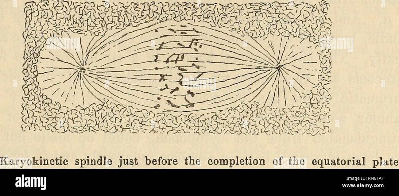 . Anatomischer Anzeiger. Anatomy, Comparative. 537 peculiarities were ...