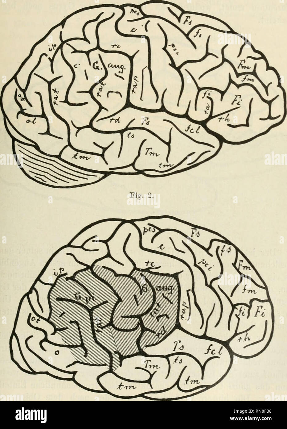 Gyrus Sulcus Stock Photos & Gyrus Sulcus Stock Images - Alamy