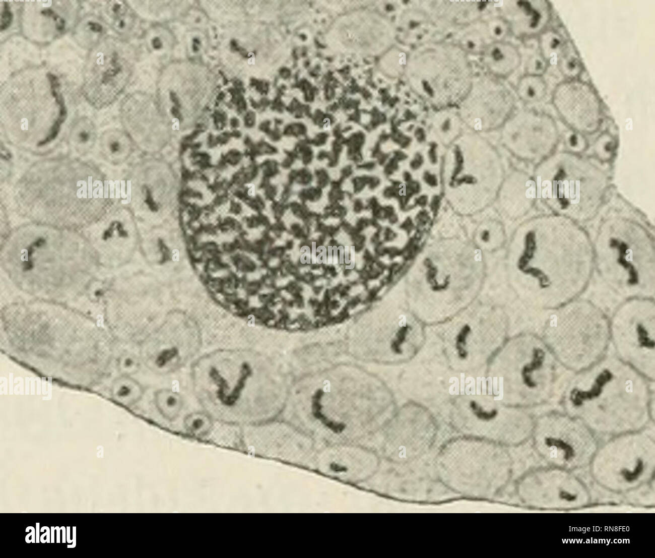 Langsschnitt wo 1 hi-res stock photography and images - Alamy