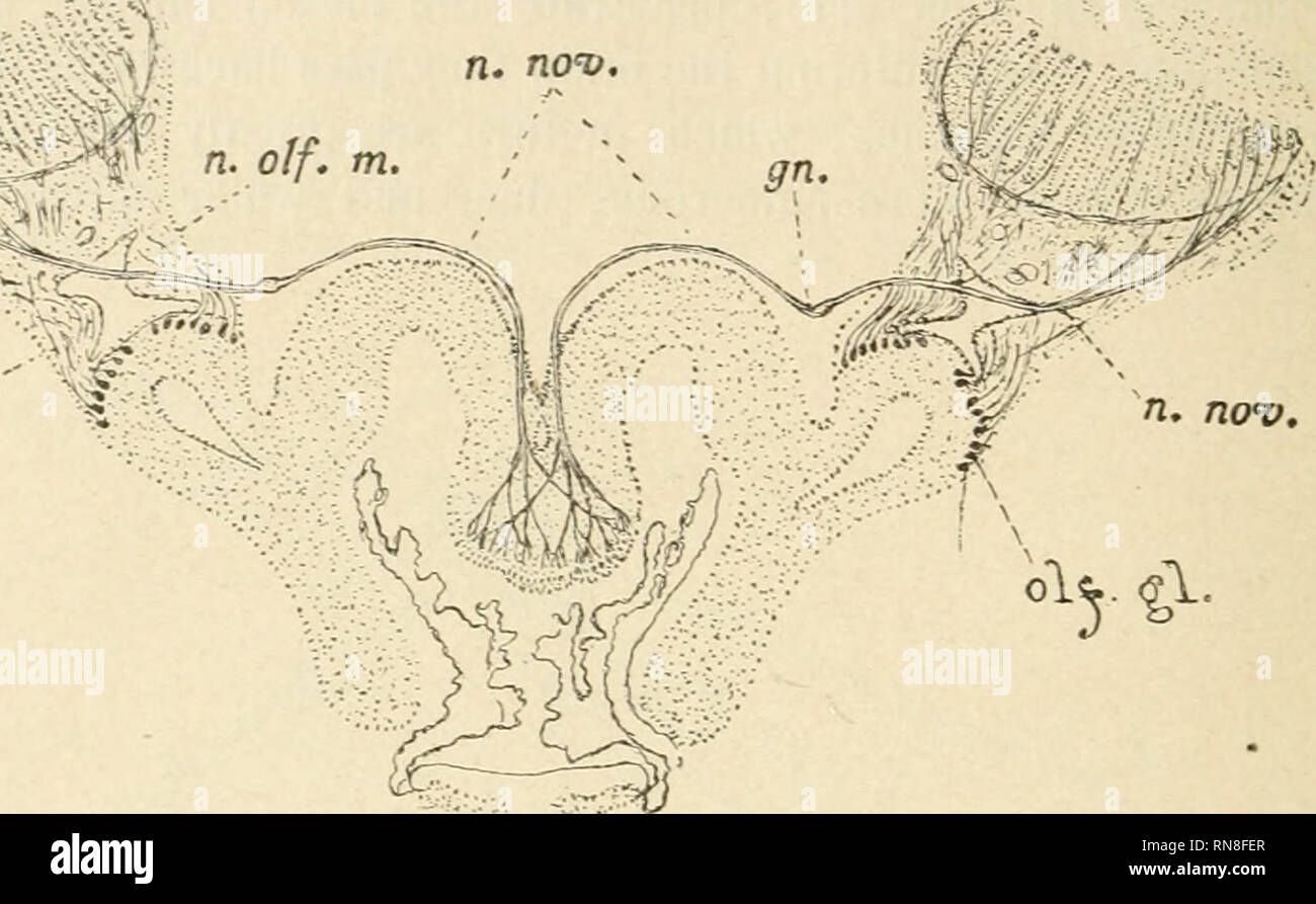 . Anatomischer Anzeiger. Anatomy, Comparative; Anatomy, Comparative. 44 ...