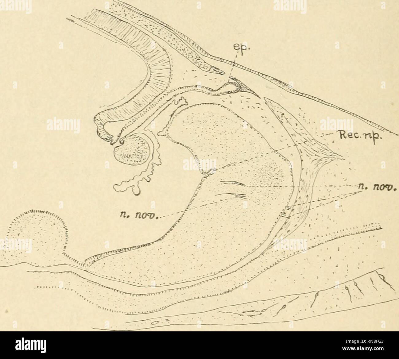 . Anatomischer Anzeiger. Anatomy, Comparative; Anatomy, Comparative. 42 ...