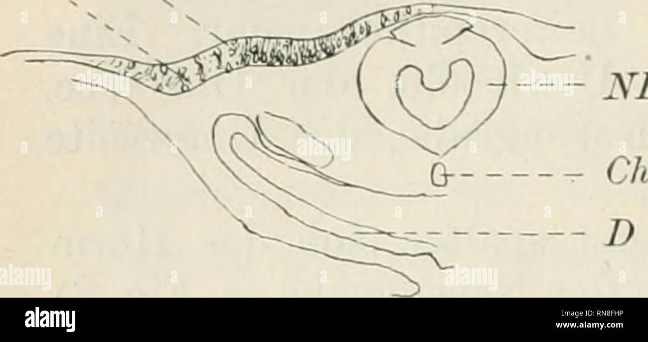 . Anatomischer Anzeiger. Anatomy, Comparative; Anatomy, Comparative ...