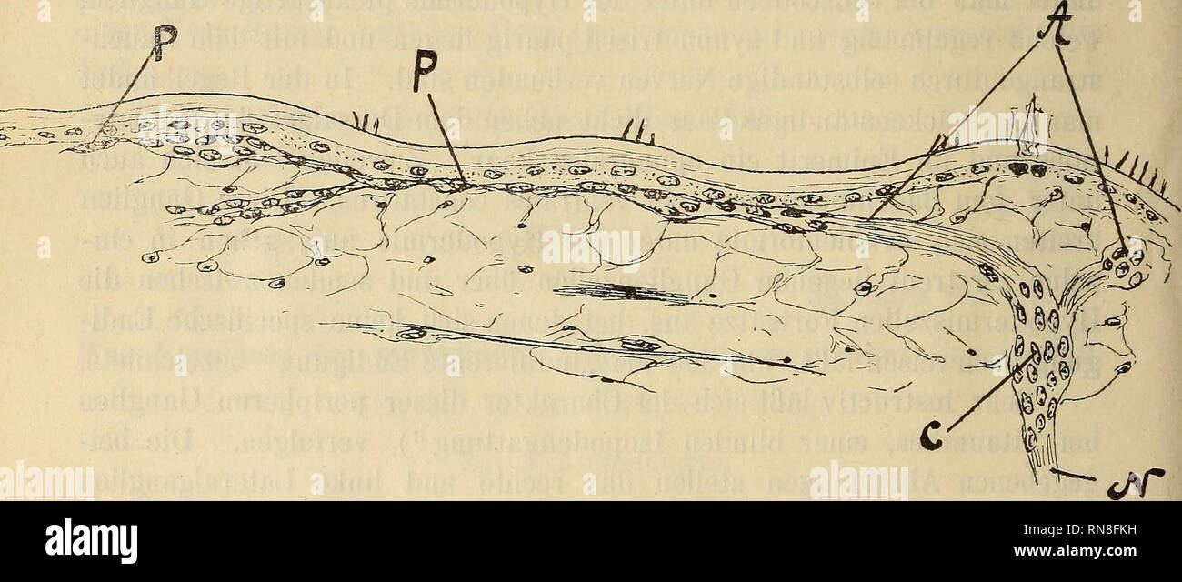 Plexus bilden hi-res stock photography and images - Alamy