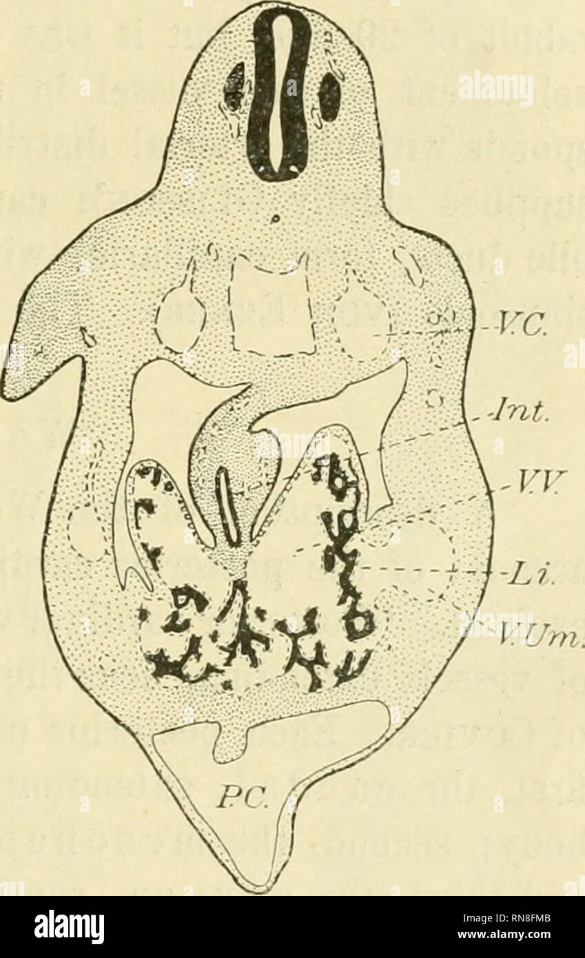 Anastomosing glands hi-res stock photography and images - Alamy
