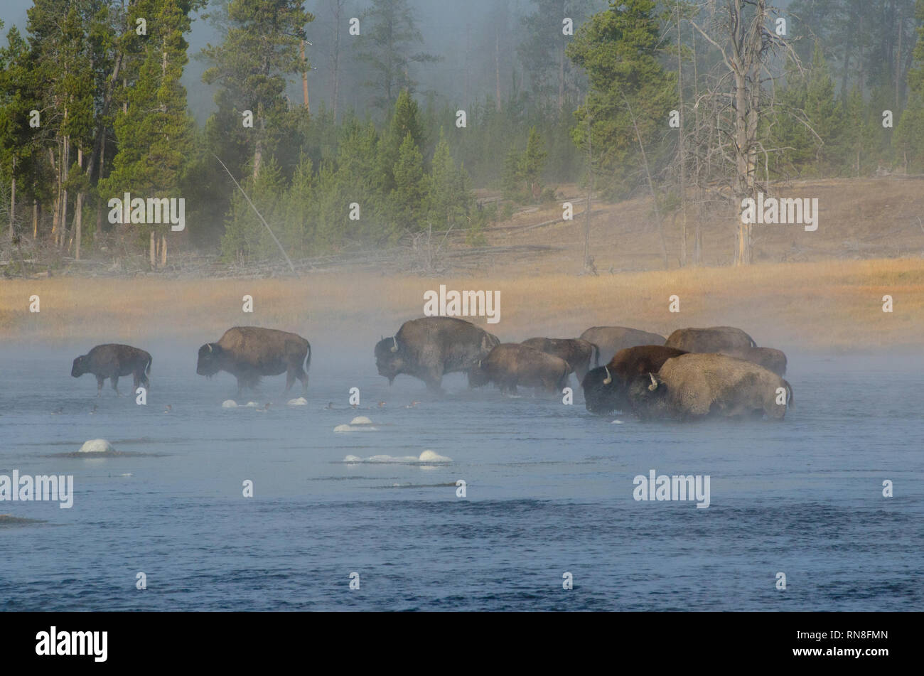 Buffalo crossing yellowstone hi-res stock photography and images - Alamy