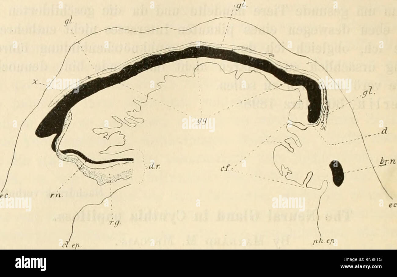 . Anatomischer Anzeiger. Anatomy, Comparative; Anatomy, Comparative ...