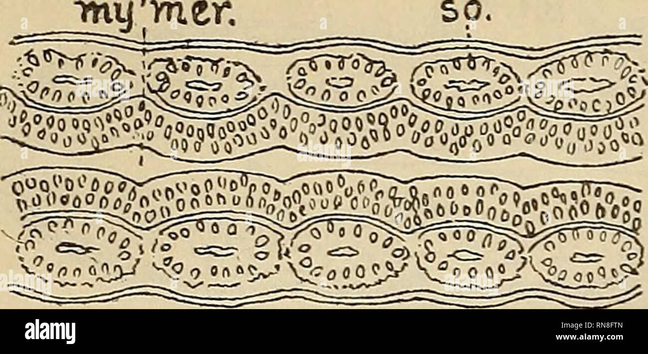 . Anatomischer Anzeiger. Anatomy, Comparative. 386 ?my'Yner.. Fig. 5 ...